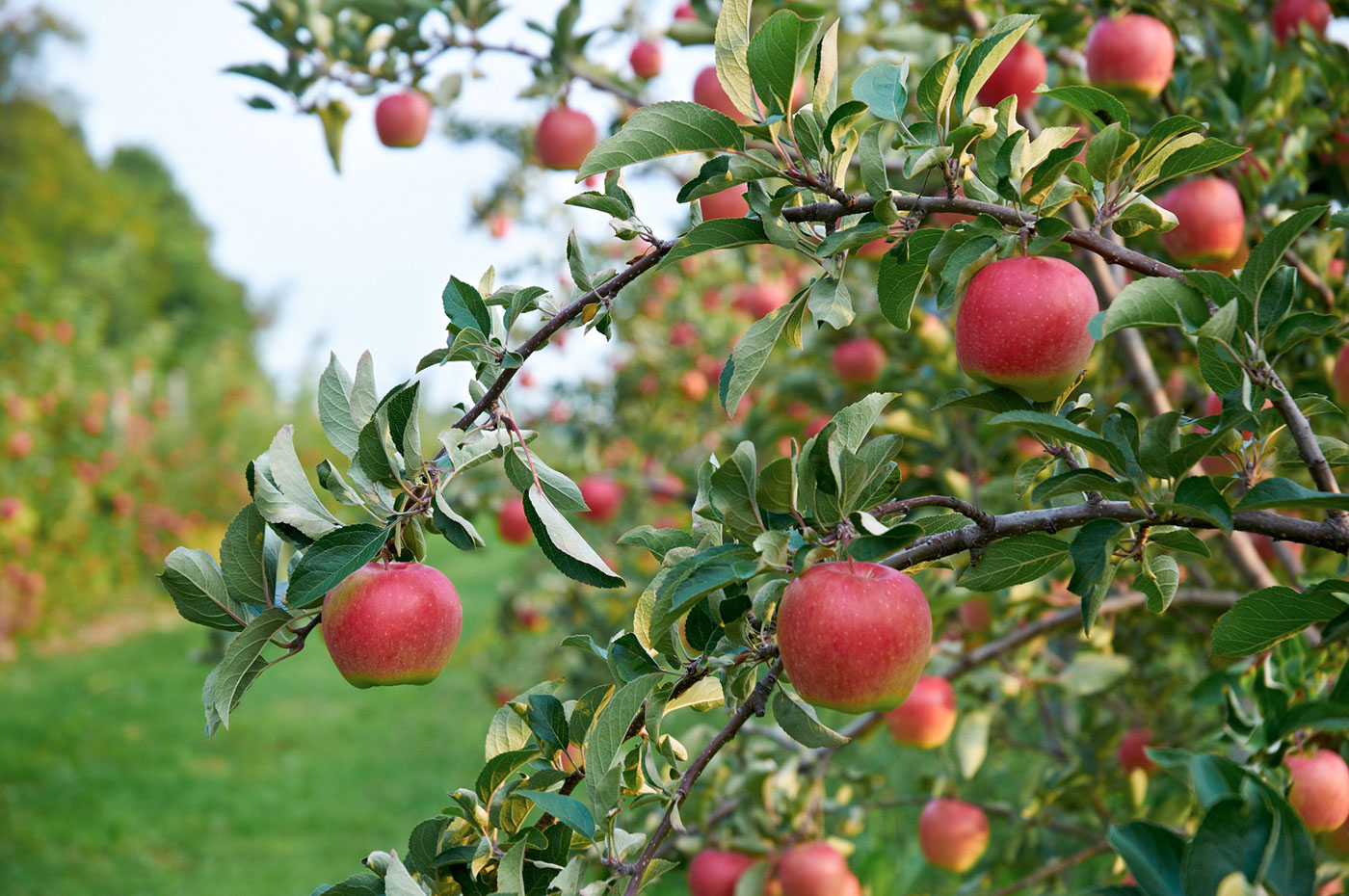 DeVries Fruit Farm – Pick Your Own Farm Niagara